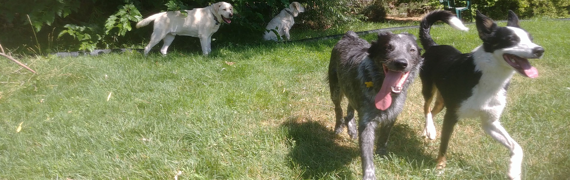 A.M.P.S. – Andy Moyle Pet Services