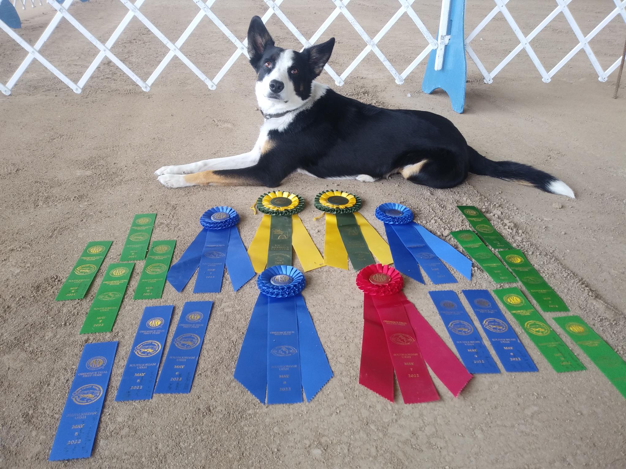 Obedience Training - AMPSK9